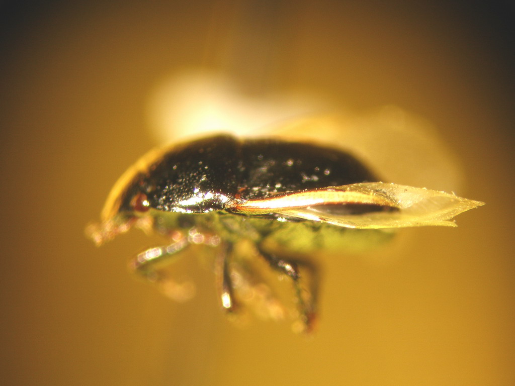 SAG : Servicio Agrícola y Ganadero de Chile : Archivo Entomológico