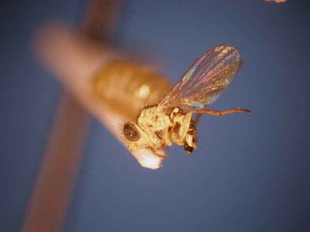 SAG : Servicio Agrícola y Ganadero de Chile : Archivo Entomológico