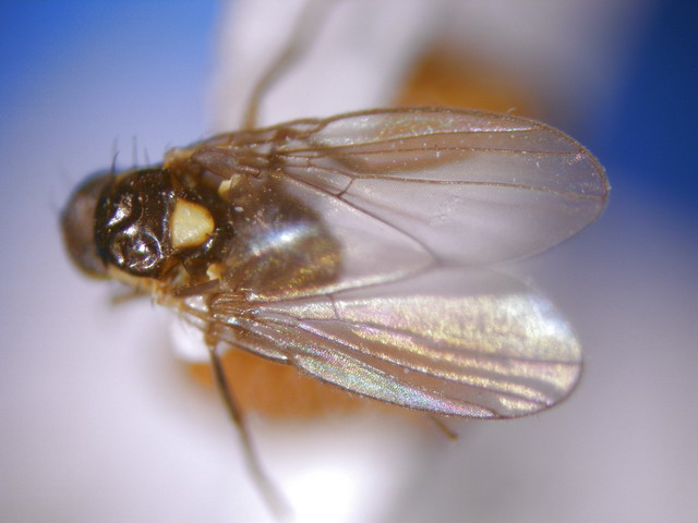 SAG : Servicio Agrícola y Ganadero de Chile : Archivo Entomológico