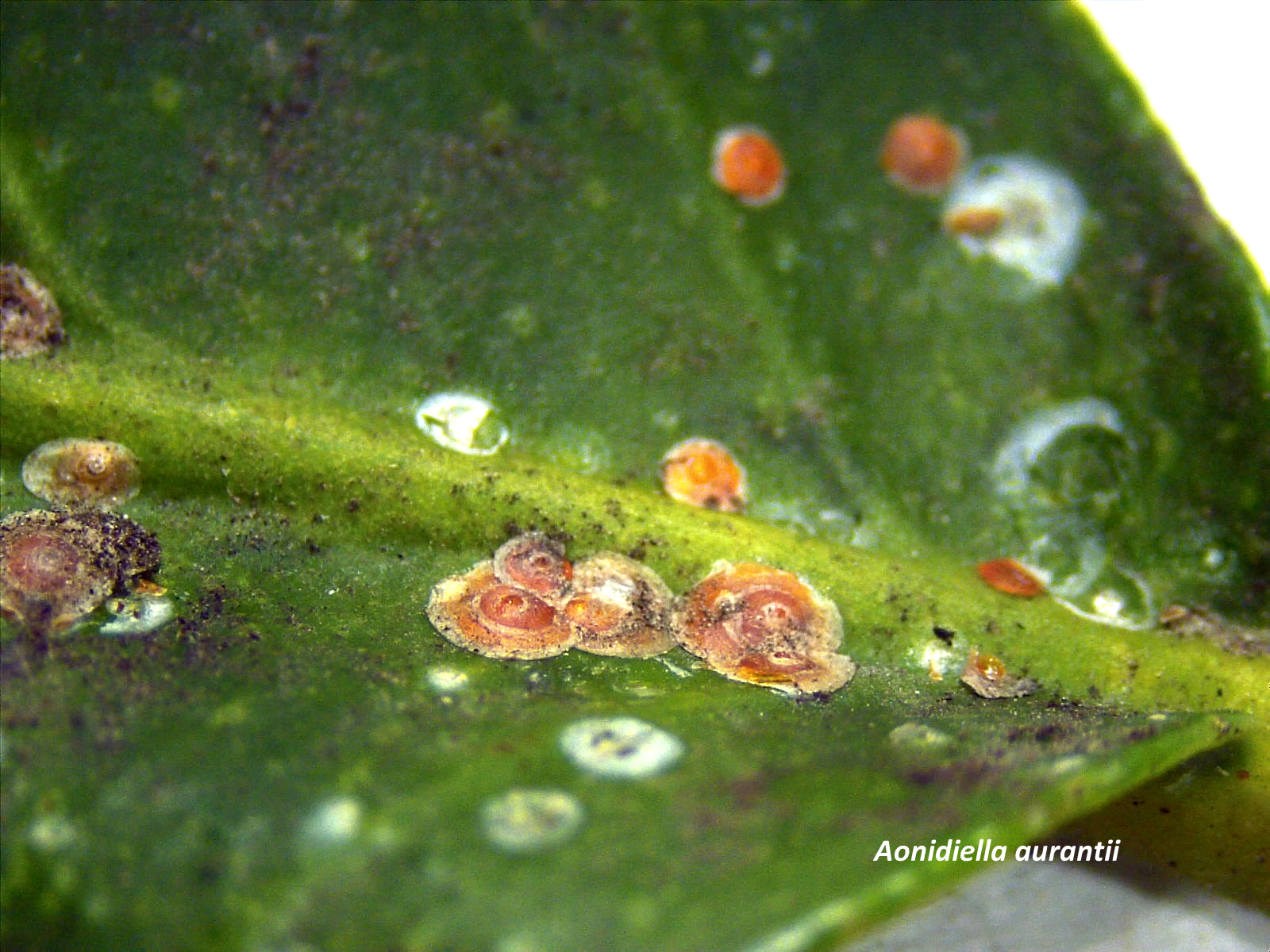 SAG : Servicio Agrícola y Ganadero de Chile : Archivo Entomológico