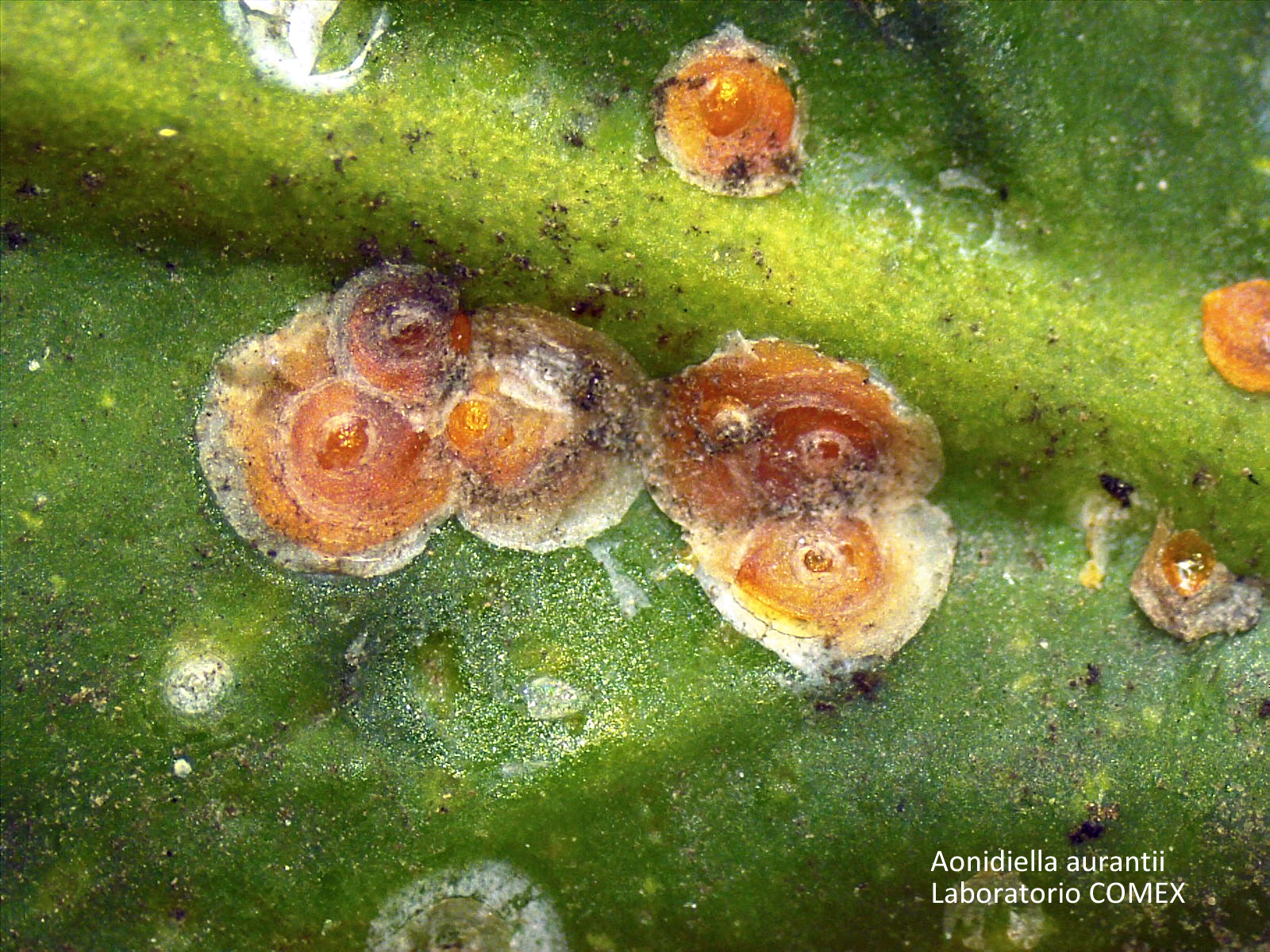 SAG : Servicio Agrícola y Ganadero de Chile : Archivo Entomológico