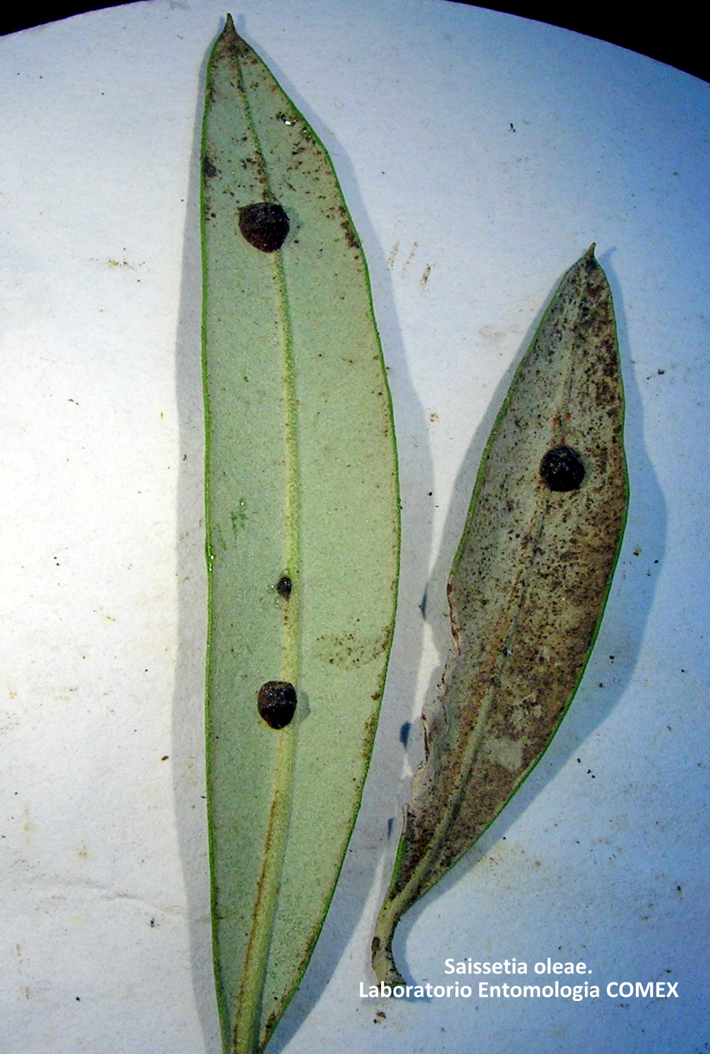 SAG : Servicio Agrícola y Ganadero de Chile : Archivo Entomológico