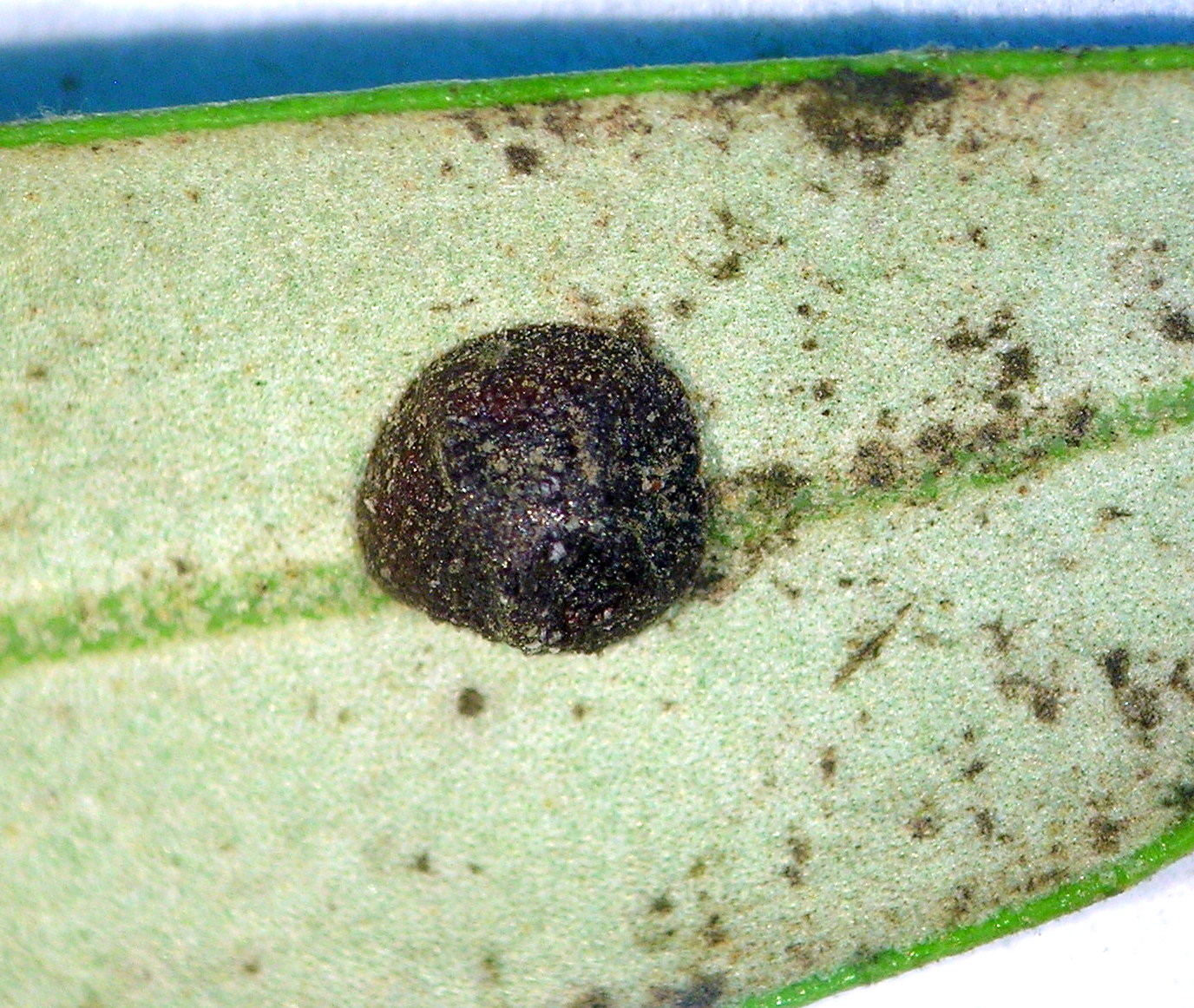 SAG : Servicio Agrícola y Ganadero de Chile : Archivo Entomológico