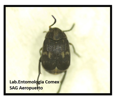 SAG : Servicio Agrícola y Ganadero de Chile : Archivo Entomológico