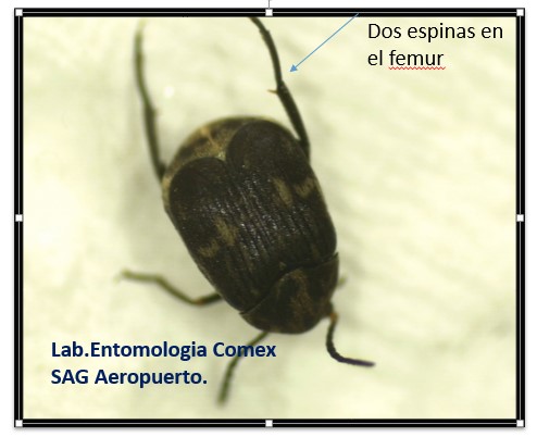 SAG : Servicio Agrícola y Ganadero de Chile : Archivo Entomológico