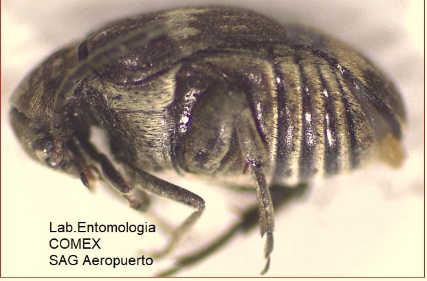 SAG : Servicio Agrícola y Ganadero de Chile : Archivo Entomológico