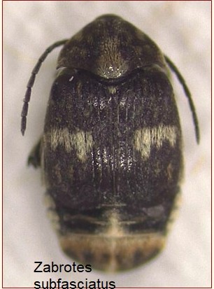 SAG : Servicio Agrícola y Ganadero de Chile : Archivo Entomológico